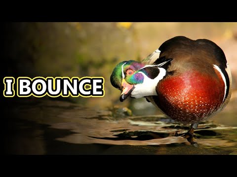 Wood Duck facts: they nest in trees! | Animal Fact Files