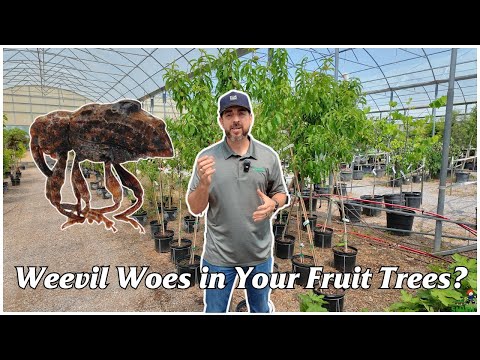 Weevil Woes in Your Fruit Trees?