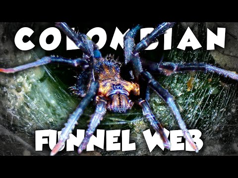 There's a NEW Spider Bite to Worry About - The Colombian Funnel Web