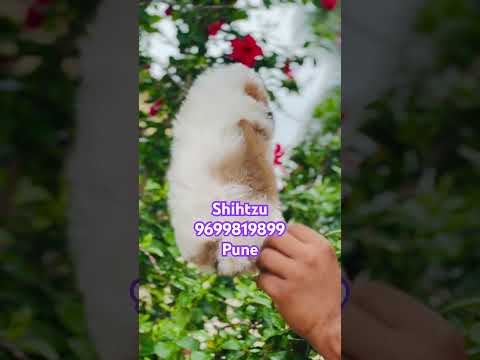 Shihtzu Puppy Price In Pune Shihtzu Puppy Available For Sale In Pune Mumbai Shihtzu Puppy For Sale