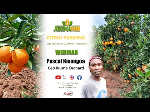 citrus farming in kenya