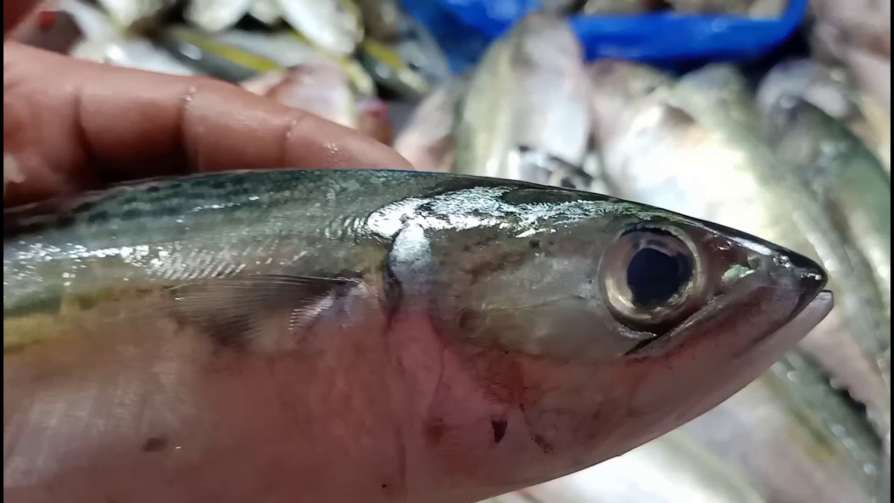 Ibat Ibang Uri Ng Isda - mga paksa