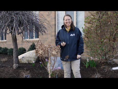 PETITTI | How to Prune Panicle Hydrangea Trees