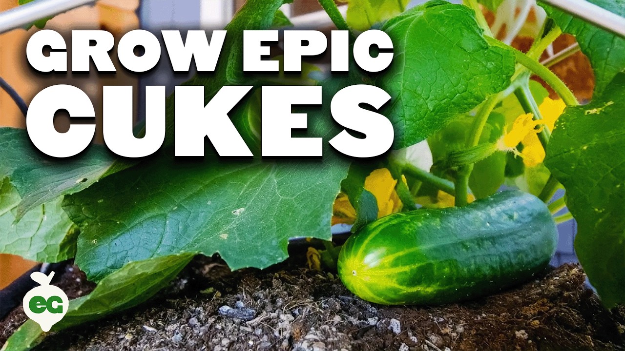 7 Tips to Grow Cucumbers in Containers