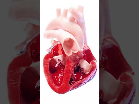 How Heart Pumps Blood š«ā”" #shorts #viral #trending #heartbeat #humanbody #anatomy #biology #medical