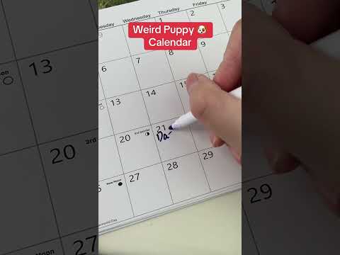 Odd Puppy Calendar 2025 #UK #fyp #foru #fok