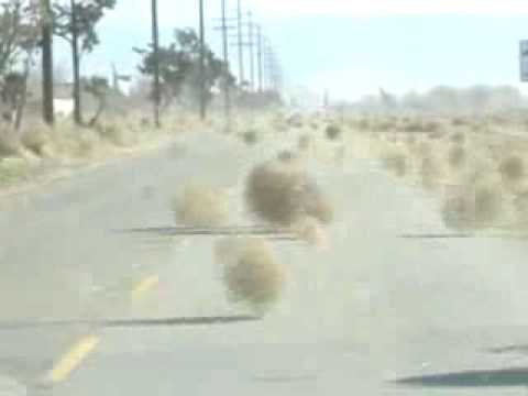 Estepicursor – Diversidad de Plantas