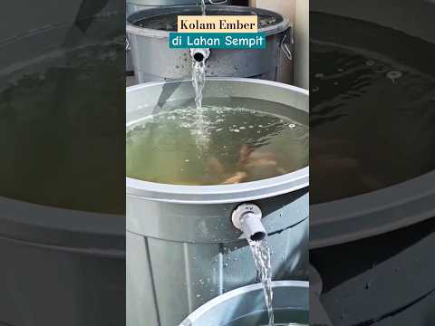 Kolam Ember di Lahan Sempit #kolamember #budidayaikan #budikdamber #ikannila #ikanlele #kolamikan