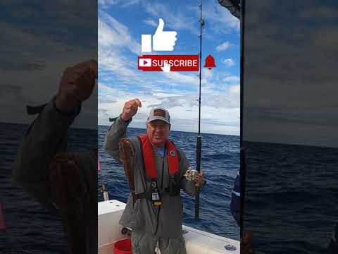 Scamp Grouper the Filet Mignon of Fish? Tasty???
