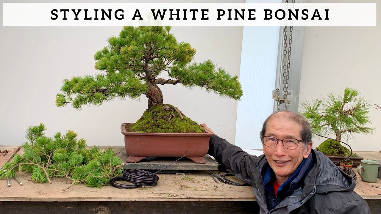 Shaping A White Pine Bonsai
