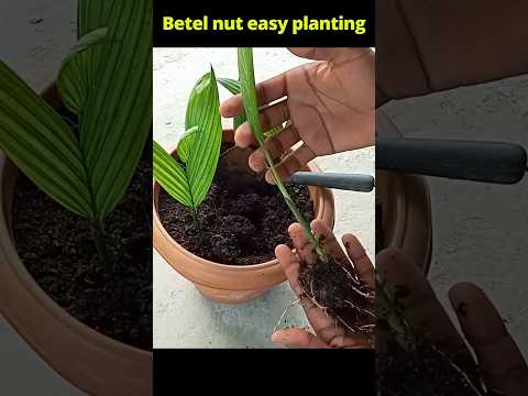 betel nut nursery #arecanutfarming #betelnut #shorts #gardening #gardeningideas