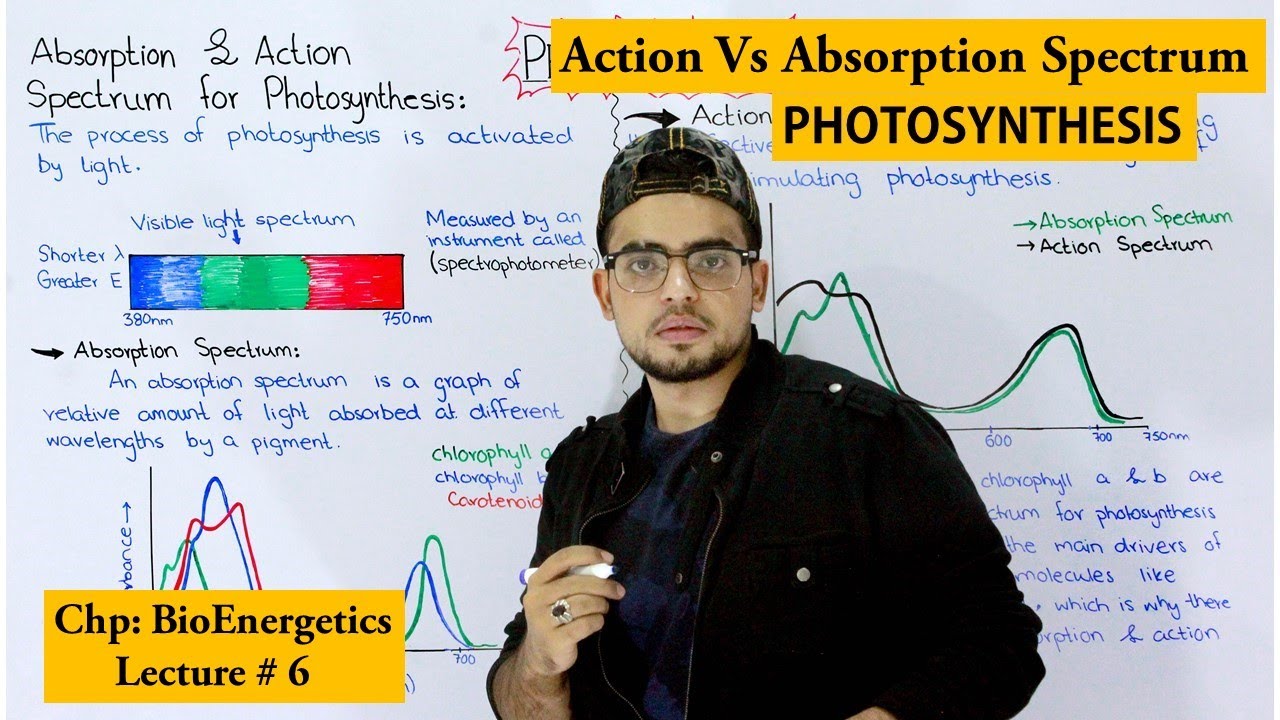 Absorption and action spectrum for photosynthesis