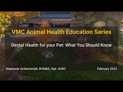 Dental Health for your Pet: What You Should Know by Dr. Stephanie Goldschmidt - VMC AHES