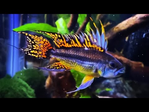 Brine Shrimp Hatchery Review: Apistogramma Fry