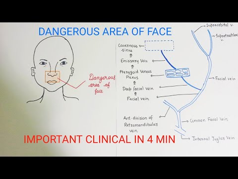 Dangerous Area Of Face