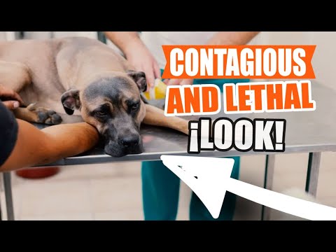 DISTEMPER in DOGS: 🐶👇Symptoms, Causes and What to Do