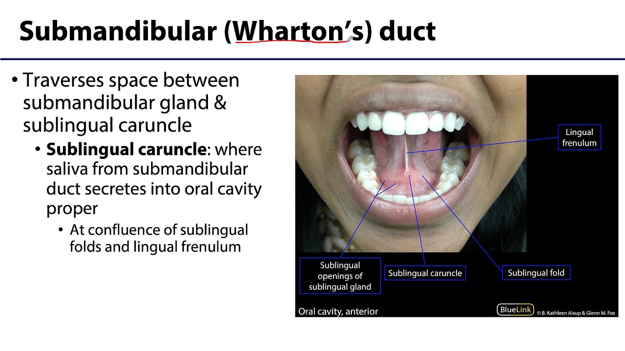 Parotid and Submandibular Triangle LO - Submandibular Gland