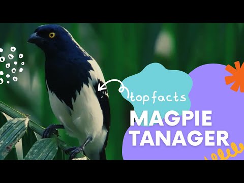 magpie tanager facts