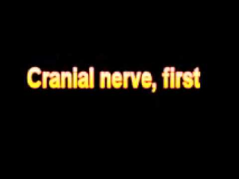 What Is The Definition Of Cranial nerve, first - Medical Dictionary Free Online