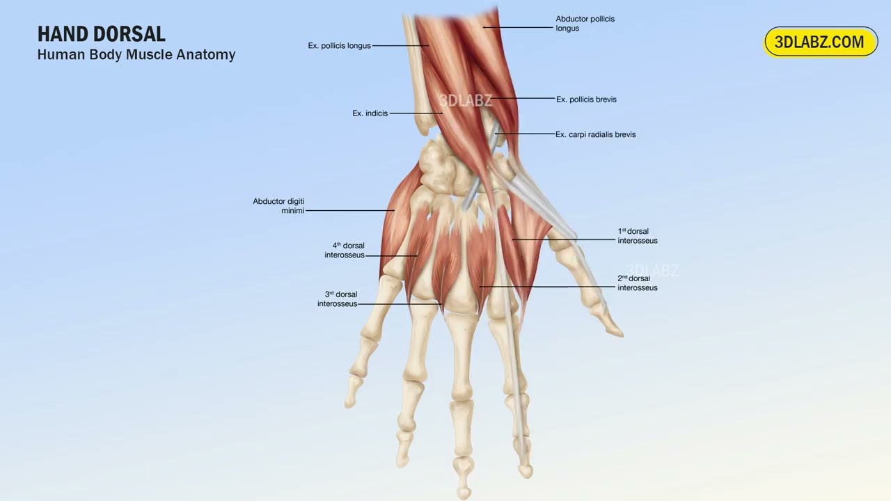 Human Body Muscle Anatomy 3D | Muscular System Illustration Labeled