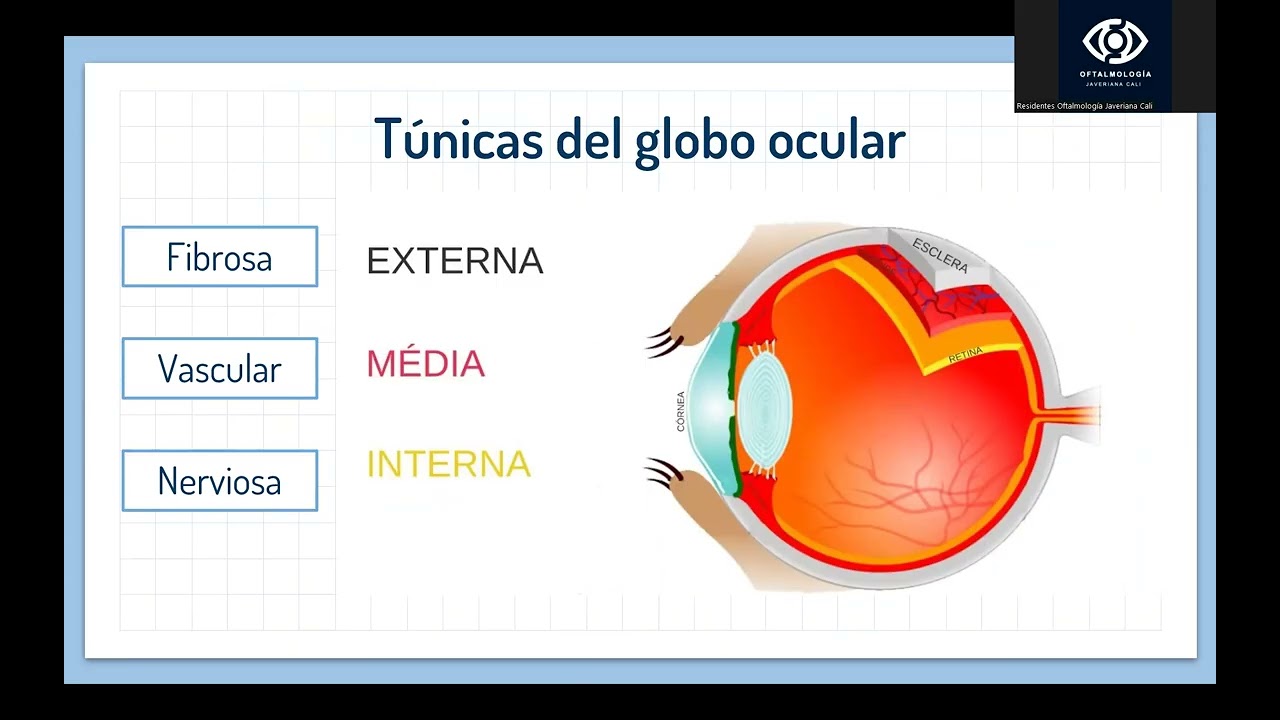 Anatomía del ojo para el médico general - Dra. Paula Andrea Cabrera