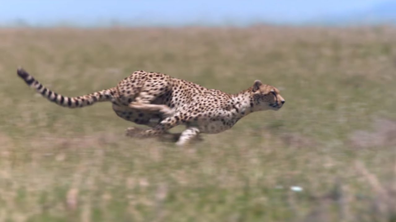 Cheetah Running on High Speed - Documentarytube.com