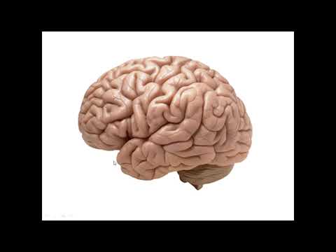 Functions of the human temporal lobe