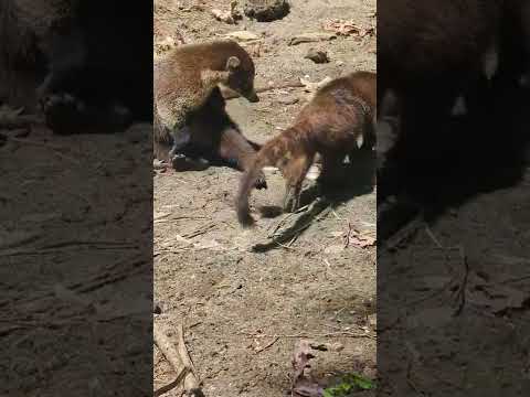 Itchy White-nosed Coatis