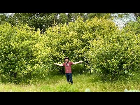 11 Reasons to Love Cottonwood Trees & 2 Reasons Not To