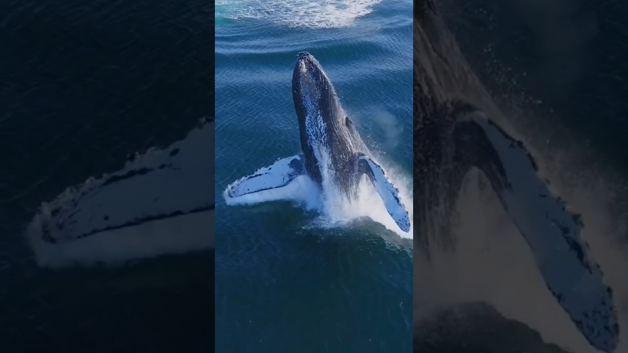 drone survol baleine #dji #drone#cinematic #baleine #sea
