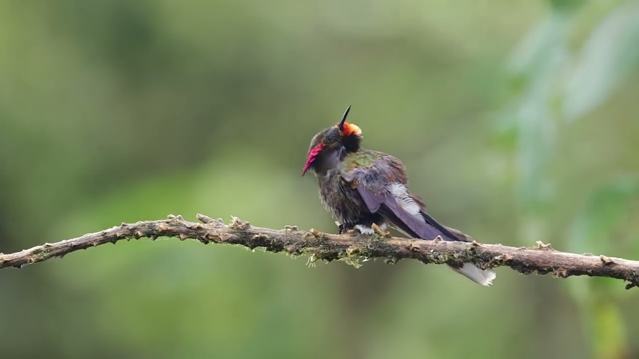 Rainbow-bearded Thornbill Preens | Audubon Photography Awards 2025 Top Video | Juan Jacobo Castillo