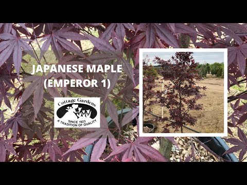 Cottage Gardens inc (Lansing) Acer P Emperor
