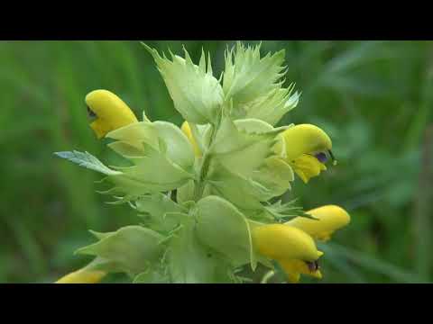 Grote ratelaar - Rhinanthus angustifolius