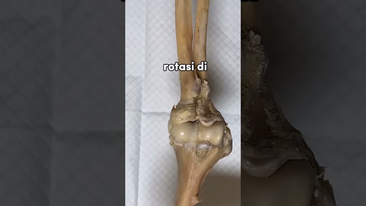 Gia Cerita Anatomi: Eps. Sendi Siku