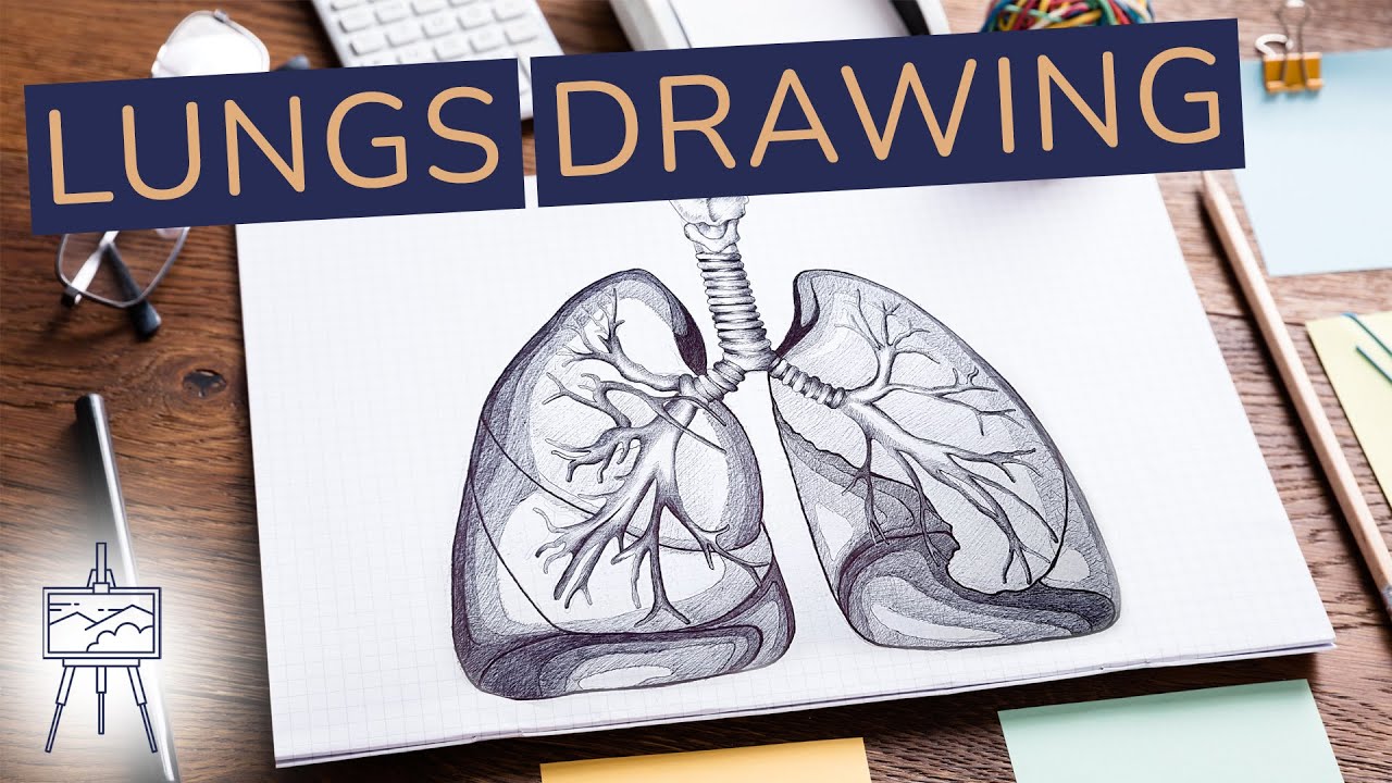 How to Draw Lungs Step-by-Step (Realistic)
