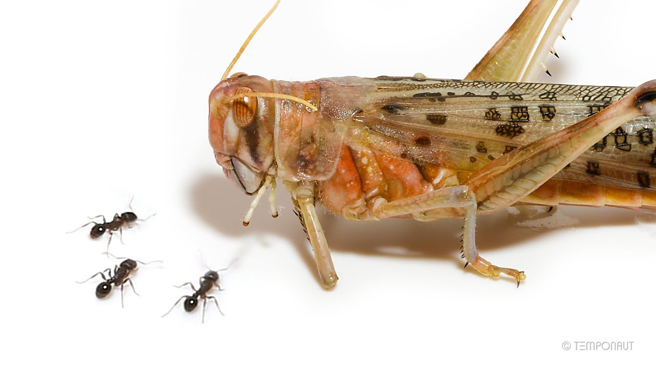 Ants vs Giant Desert Locust Timelapse