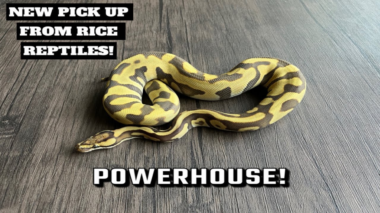 New Ball Python Pickup From Rice Reptiles!
