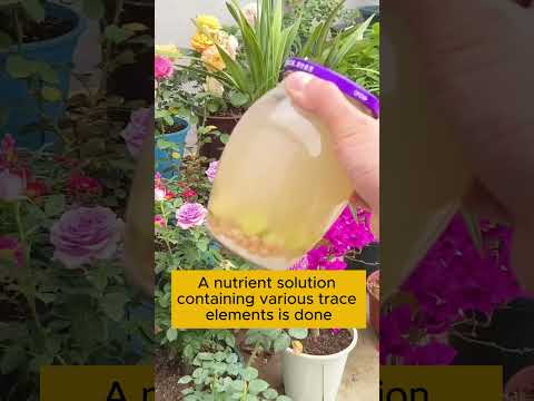 Multi-nutrient irrigation water #garden #gardening #plants