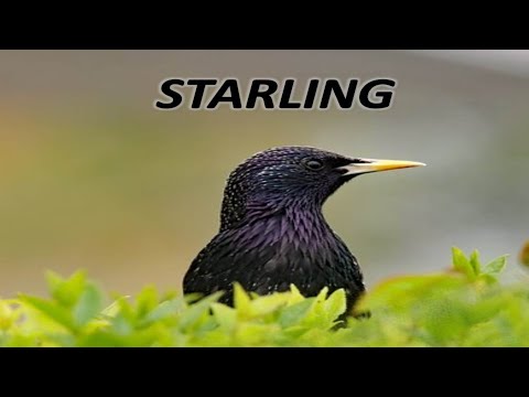 STARLING! WHAT DO YOU MEAN?