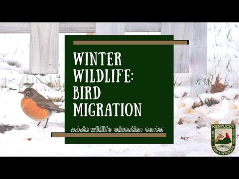 Winter Bird Migration