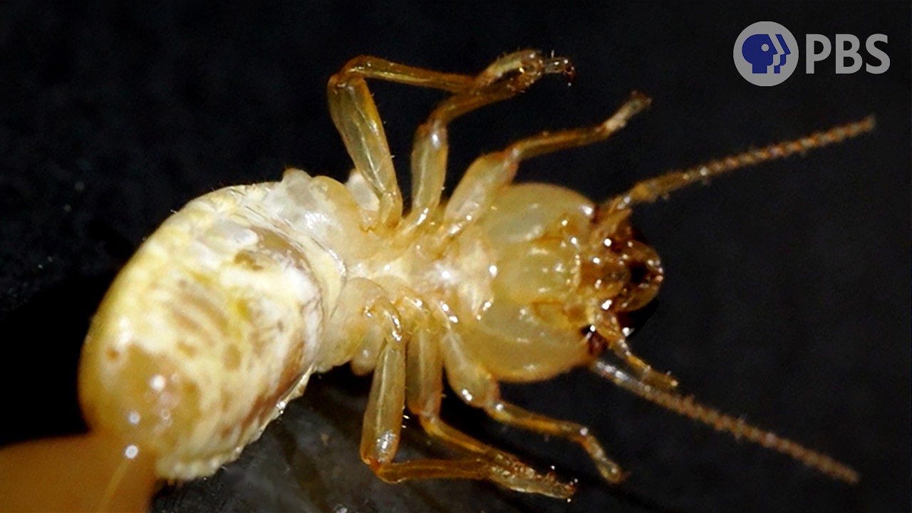 5 Tiny Pests That Could Be In Your Home Right Now | Deep Look