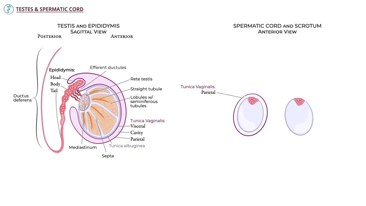 Anatomy of the testes and spermatic cord with Ditki, Medical & Biological Sciences