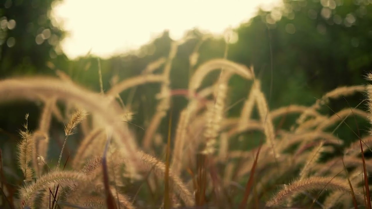 Wheat field (NO copyright 4K footage)