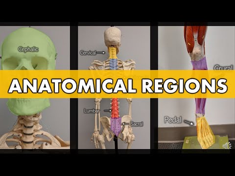 Anatomical Regions