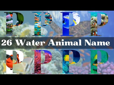 The ABCs of Aquatic Wonders-Part 16: 26 Fascinating Water Animal which names start with Letter “P”