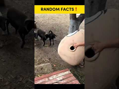 Part 108 | RANDOM FACTS❗️ #randomfacts #funfacts #curiosity #satisfying