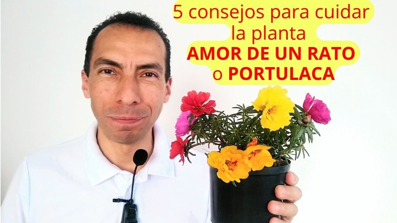 5 tips for caring for the AMOR DE UN RATO or PORTULACA plant