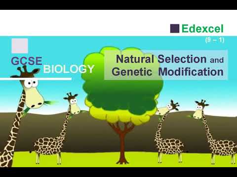 GCSE Edexcel (9 - 1) Biology Natural Selection and Genetic Modification Note #gcse #edexcel #biology