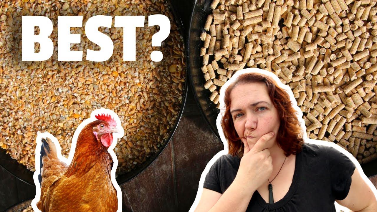 Mash, Grain or Pellets when feeding chickens?