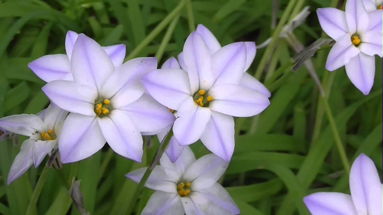 Springstar (Ipheion uniflorum)